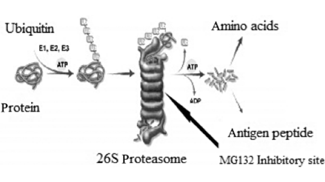 Compound Libraries | Inhibitors | Virtual Screening - TargetMol