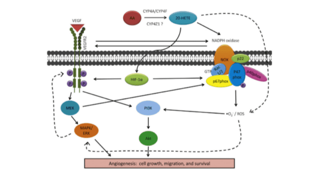 Compound Libraries | Inhibitors | Virtual Screening - TargetMol