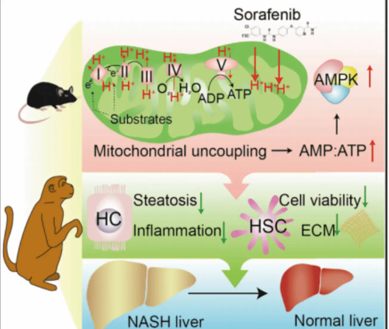 News Center | TargetMol