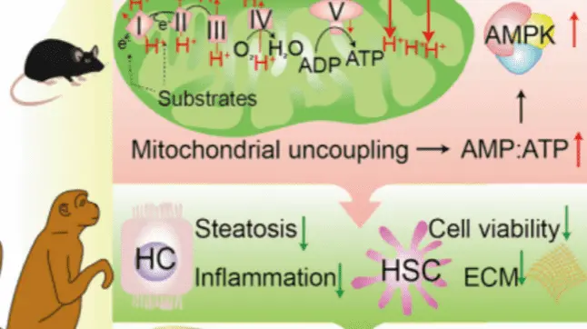 Compound Libraries | Inhibitors | Virtual Screening - TargetMol | TAR