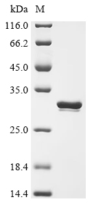 Enterotoxin type A Protein, S. aureus, Recombinant (His) | TargetMol